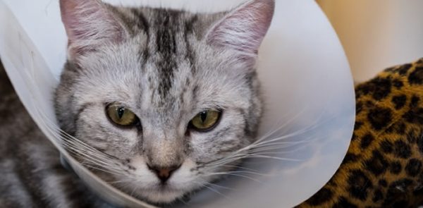 A Guide to Post Spay or Neuter Care - Wards Corner Animal Hospital